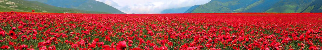 POPPY PROGRAM - ALA Oregon